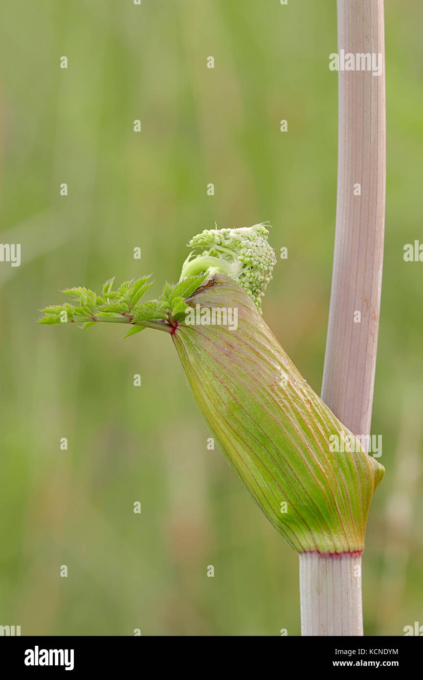 Garden Angelica, North Rhine-Westphalia, Germany / (Angelica ...