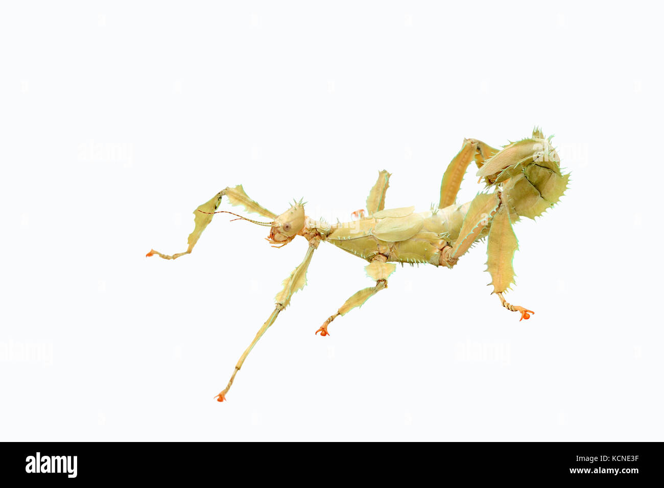 Australian Walking Stick, female / (Extatosoma tiaratum) | Australische ...