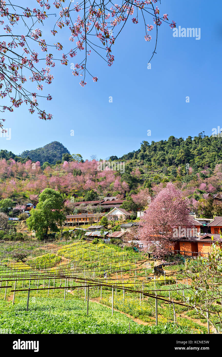 Pink cherry blossom trees on mountain hi-res stock photography and ...