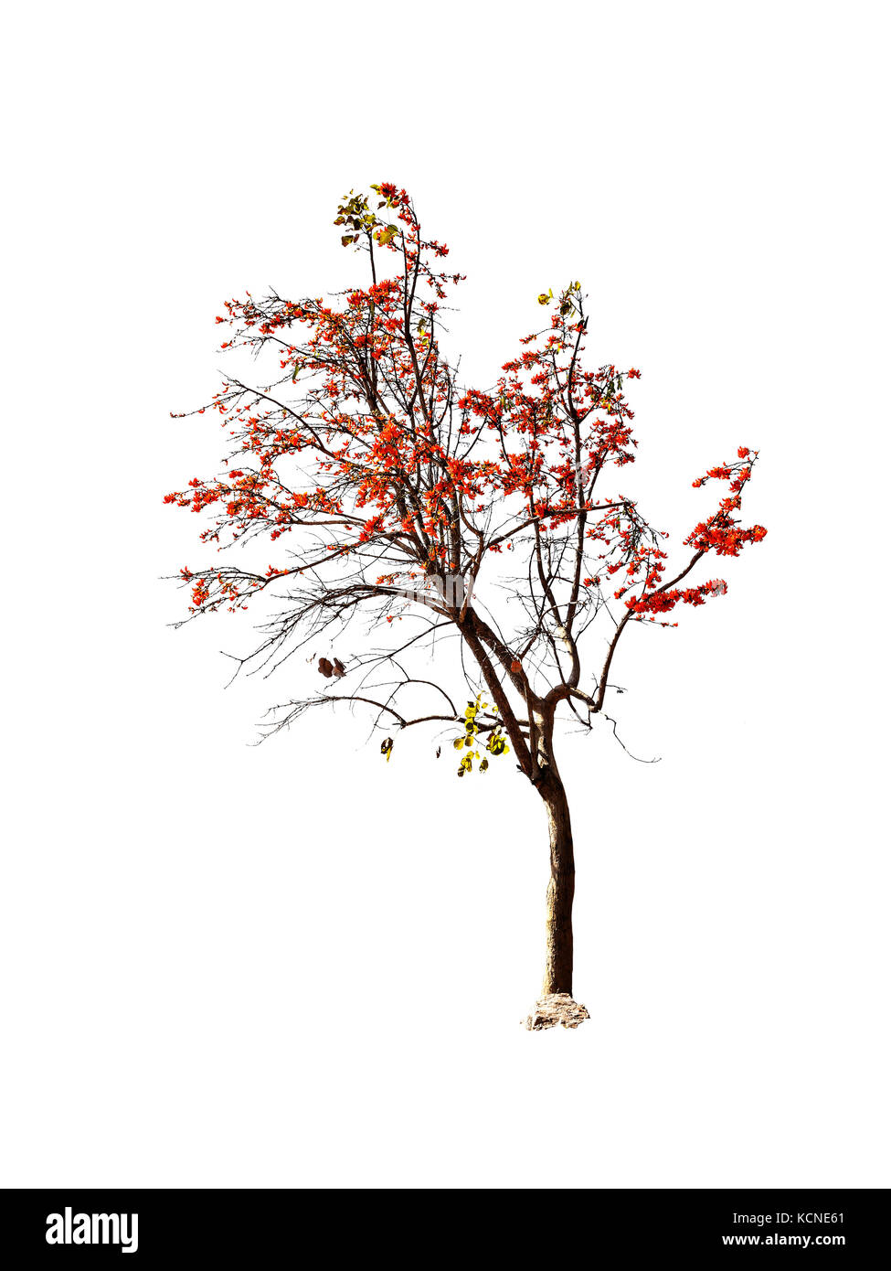 Bastard Teak or Bengal Kino Tree isolated on white background Stock ...