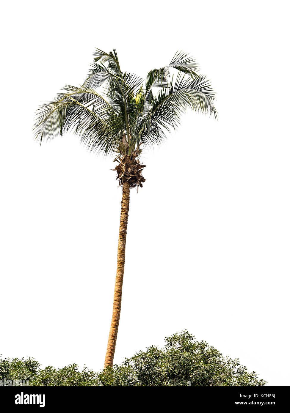 Coconut tree isolated on white background Stock Photo - Alamy