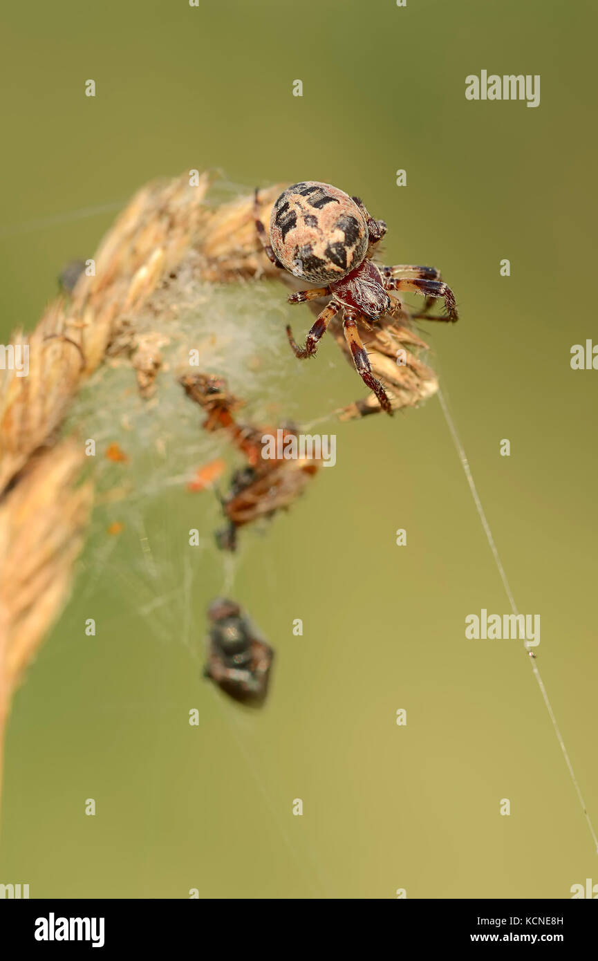 Araneus foliatus schilf radnetzspinne europa tiere spinnen tiere adult ...