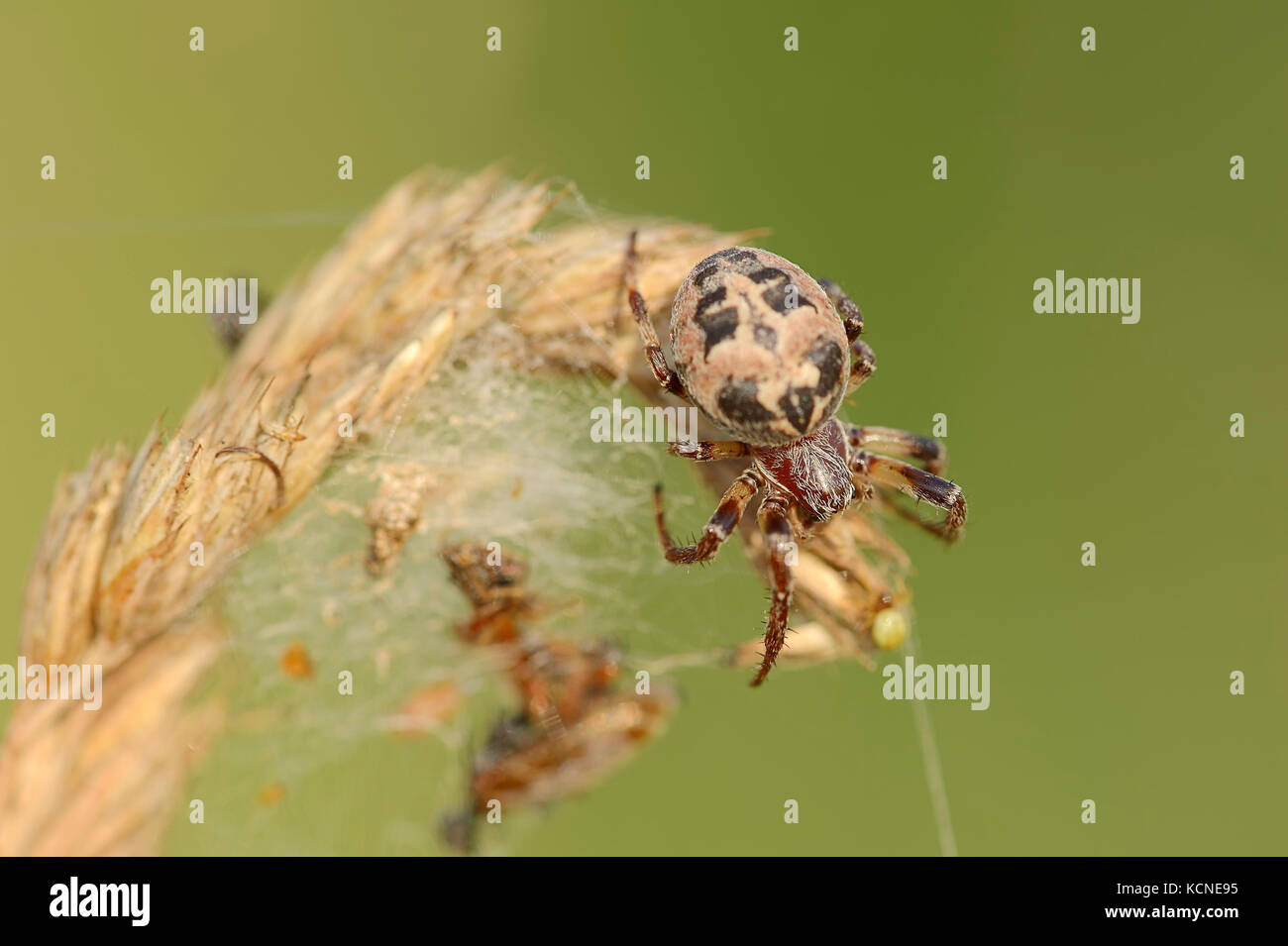Larinioides cornutus spider araneidae hi-res stock photography and ...
