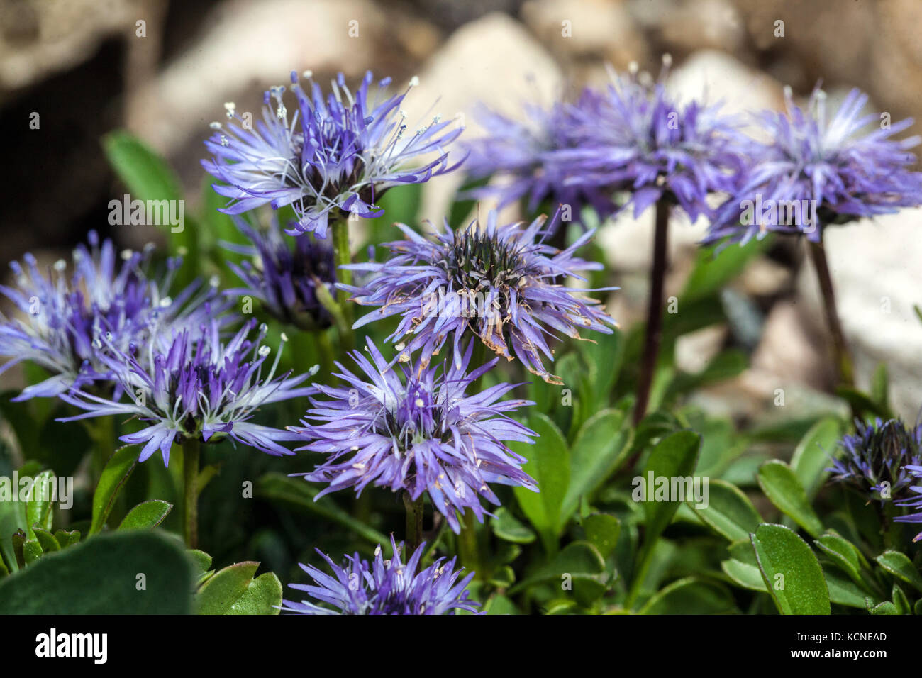 Globe daisy Globularia meridionalis flowers Stock Photo - Alamy