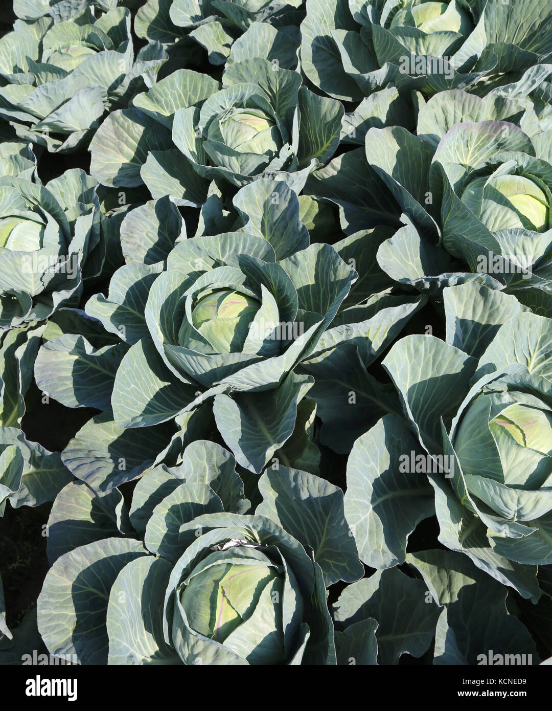 background of green cabbages in a field at the end of summer Stock ...