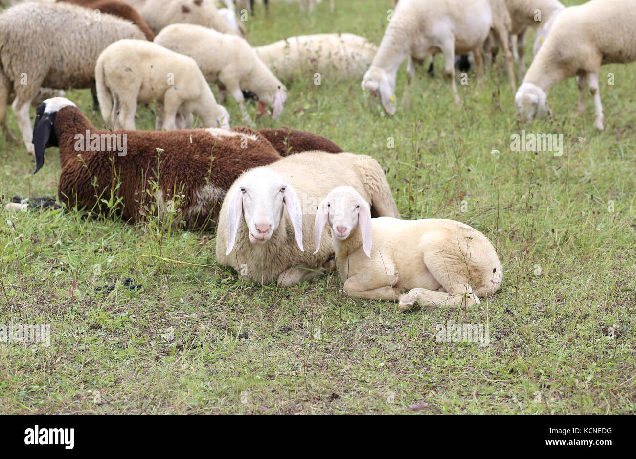 Lamb mummy hi-res stock photography and images - Alamy