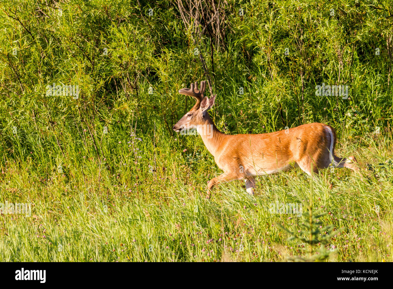 Guy Riding A Deer