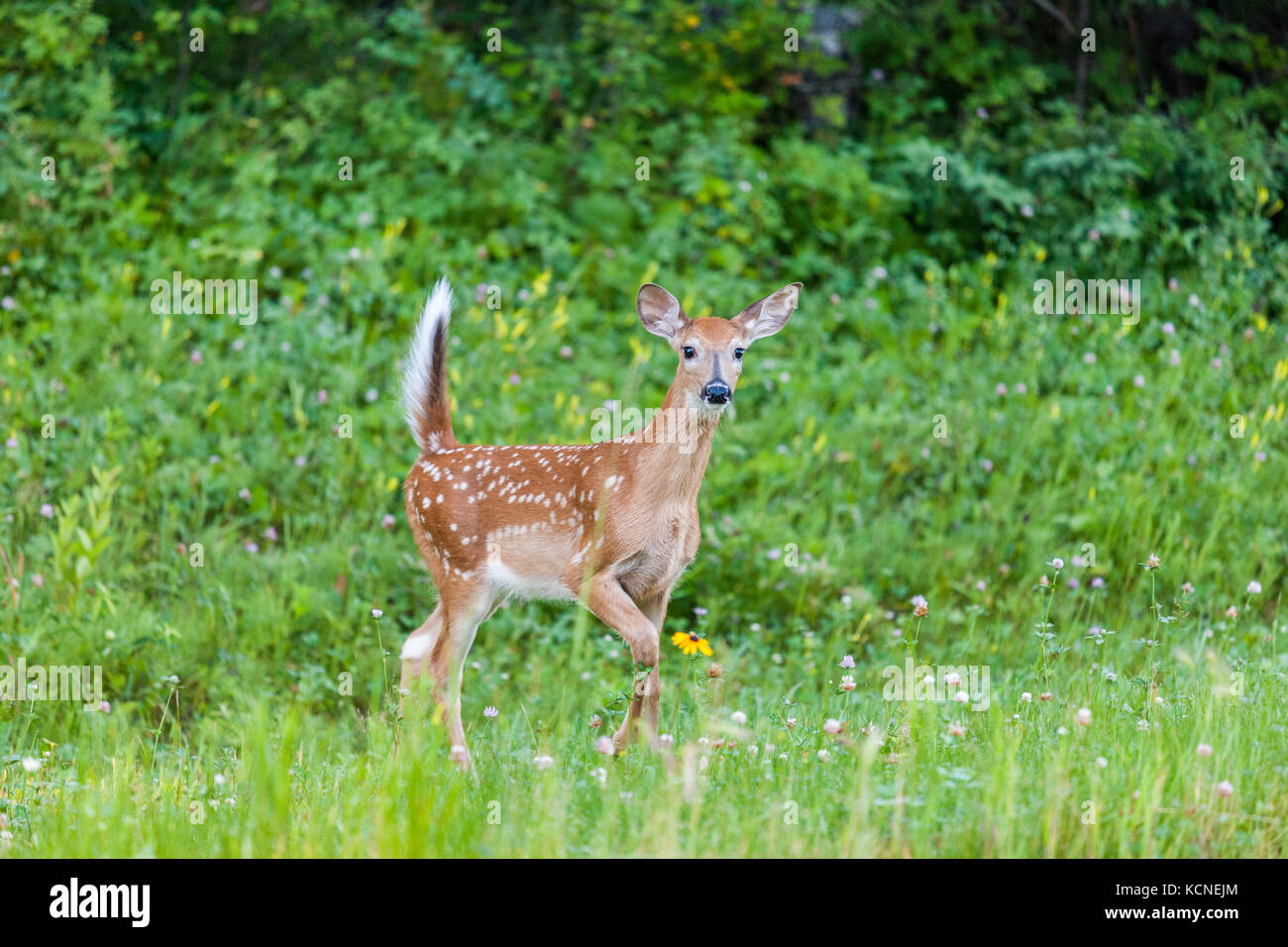 Guy Riding A Deer