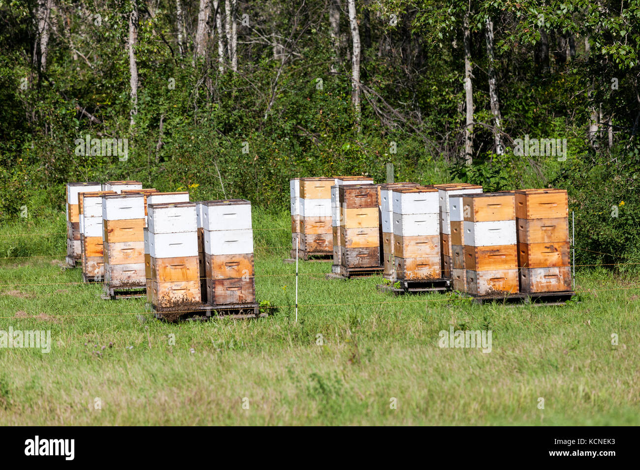 Bee hives hi-res stock photography and images - Alamy