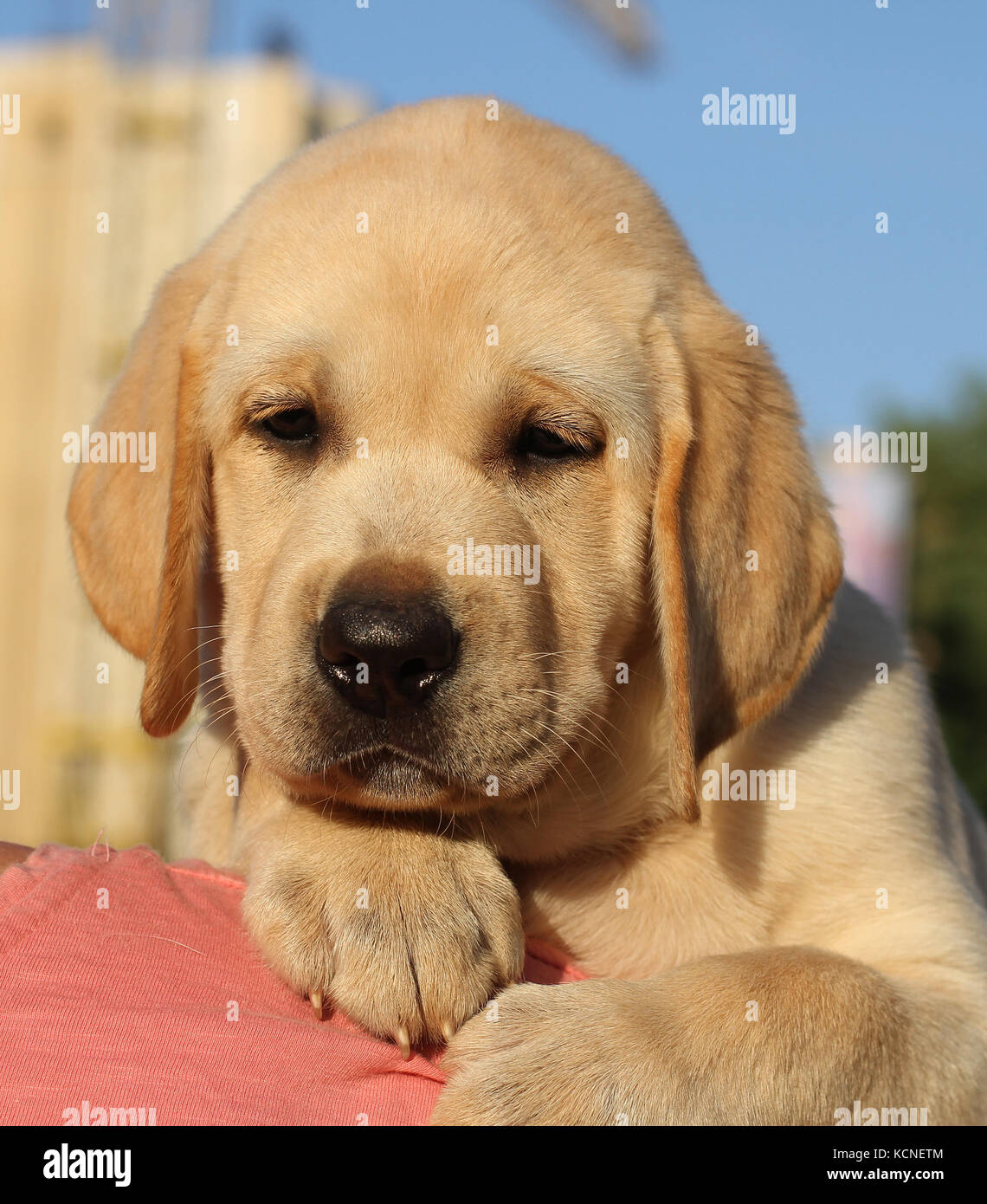 little cute yellow labrador puppy a shoulder of a man Stock Photo - Alamy