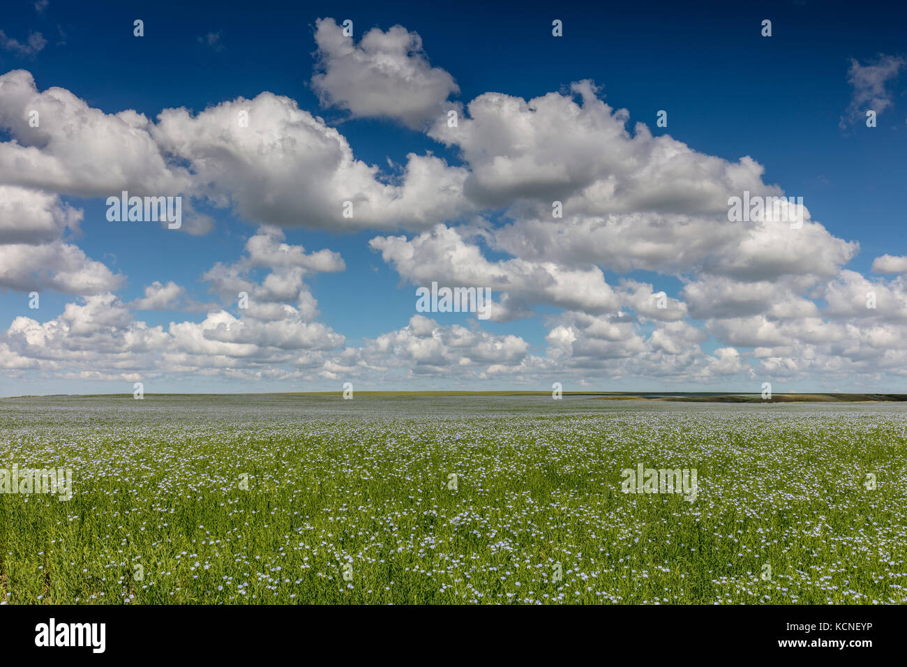 Flax field bloom hi-res stock photography and images - Alamy