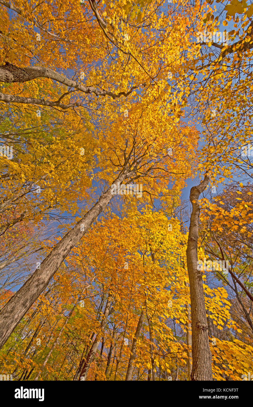 Looking up into tall trees in fall in Illinois Stock Photo - Alamy