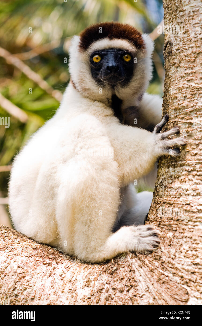 silky sifaka, fort dauphin (taolagnaro), Madagascar Stock Photo - Alamy