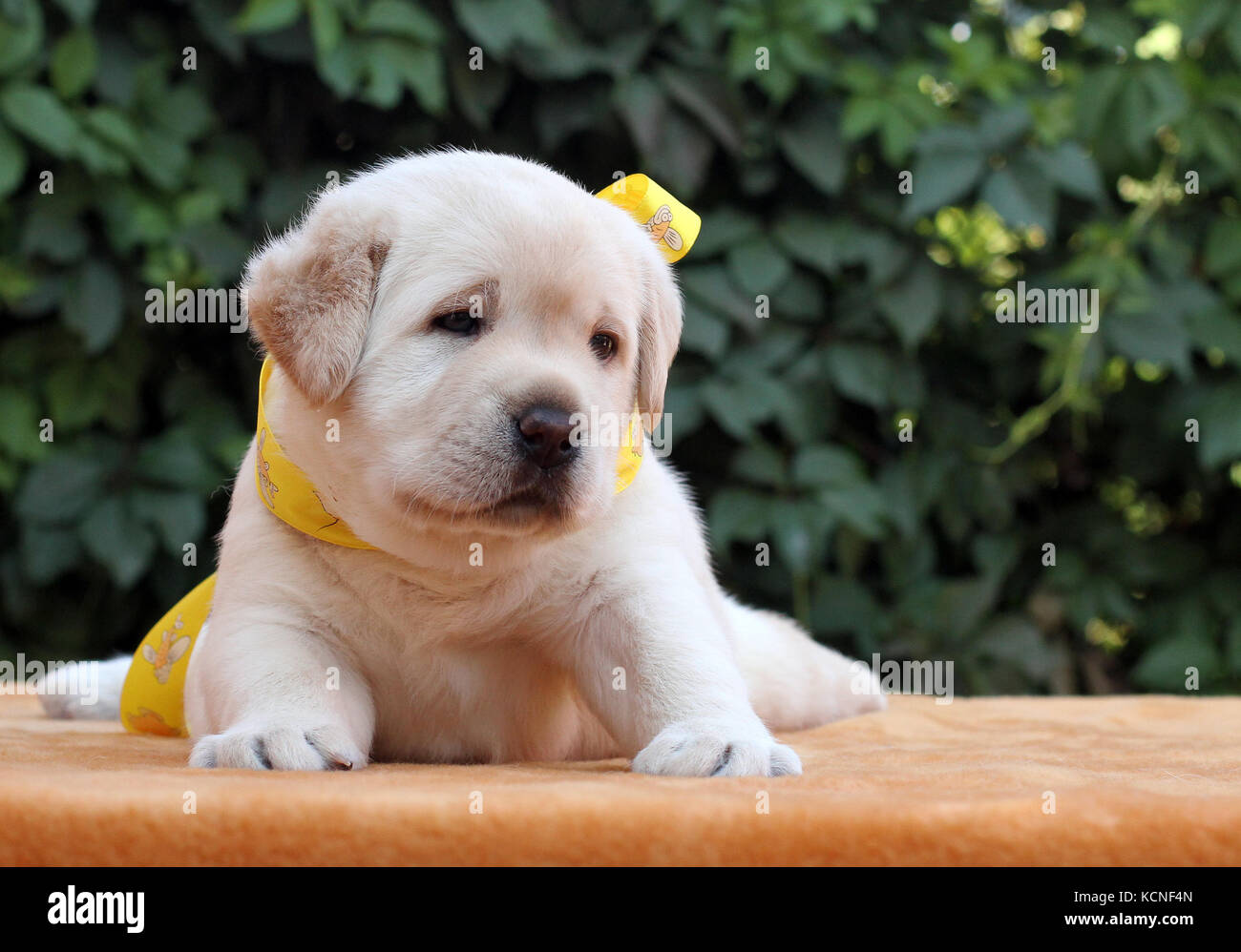 little yellow labrador puppy sitting on yellow background Stock Photo ...