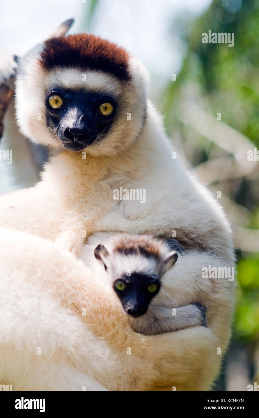silky sifaka, fort dauphin (taolagnaro), Madagascar Stock Photo - Alamy