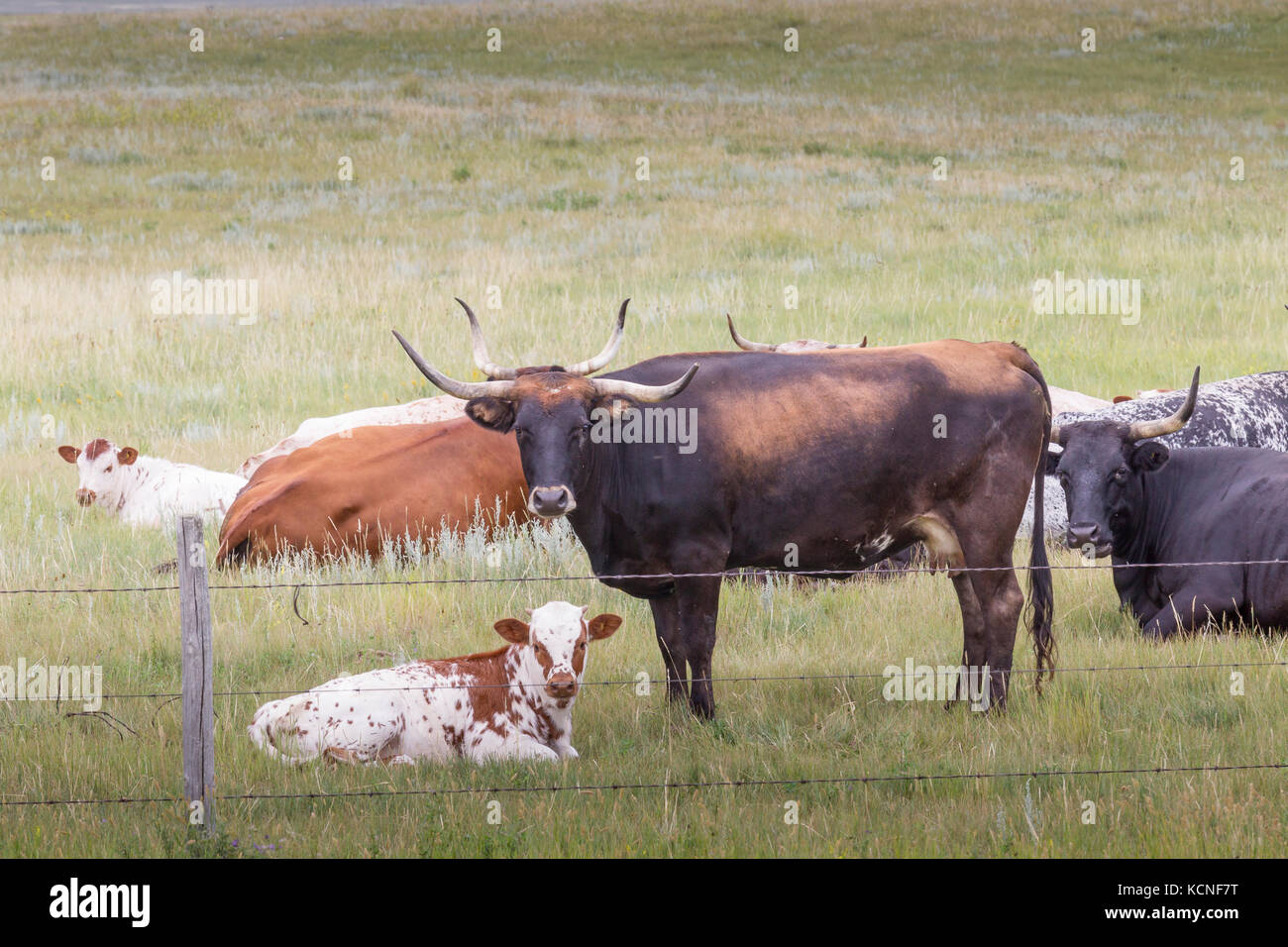 Cattle at Val Marie Saskatchewan Canada Stock Photo - Alamy