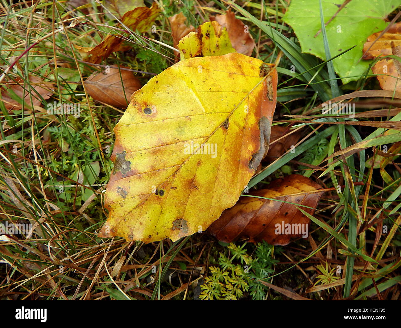 Colored beech leaf, (Fagus sylvatica), Autumn-colors Stock Photo - Alamy