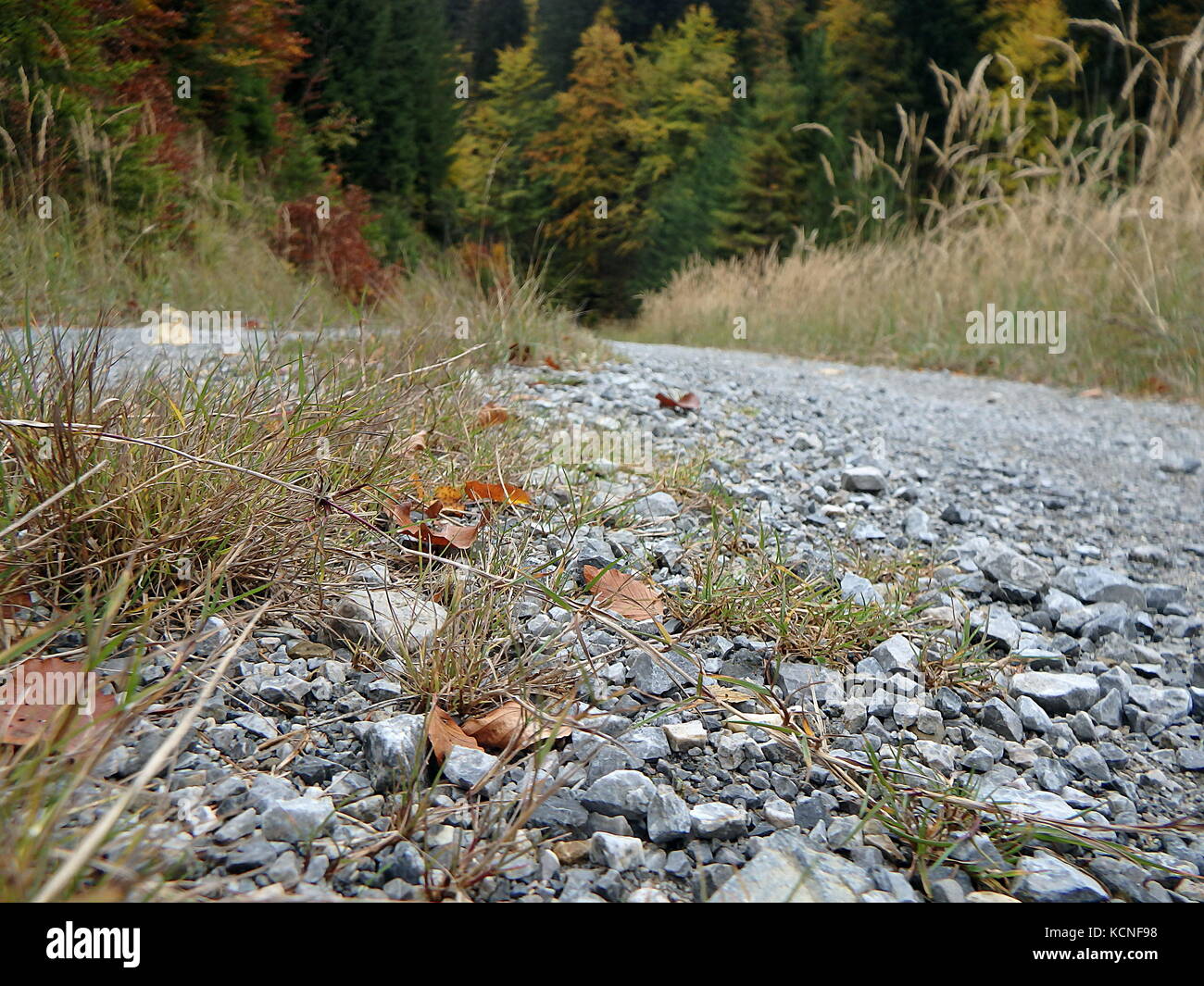 Forest gravel road - autumn, Forest stone path Stock Photo - Alamy