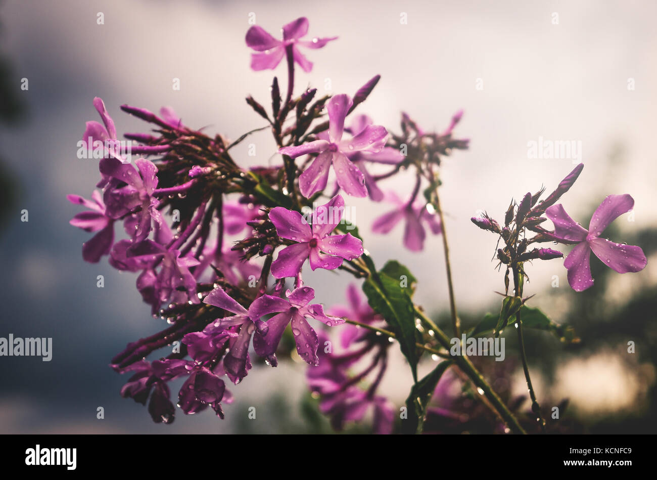 Flowers after rain Stock Photo - Alamy