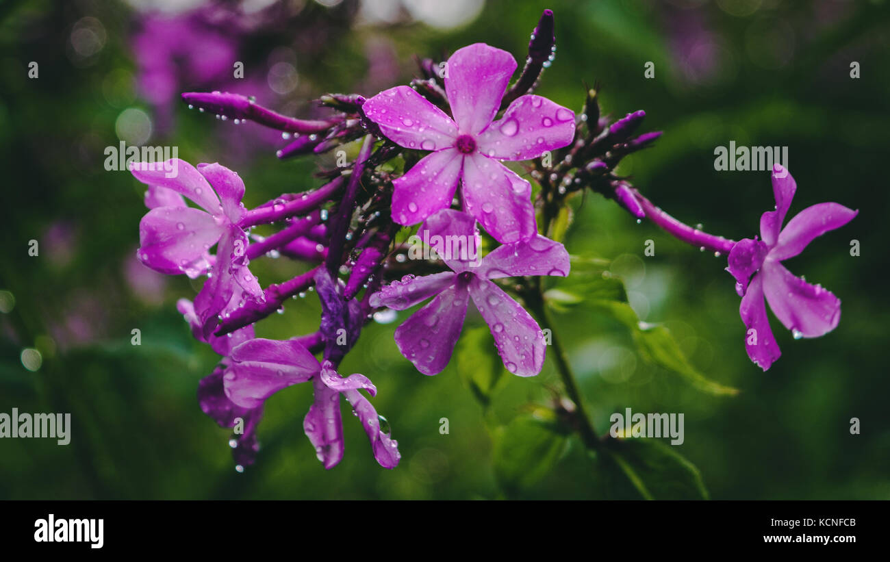 Flowers after rain Stock Photo - Alamy