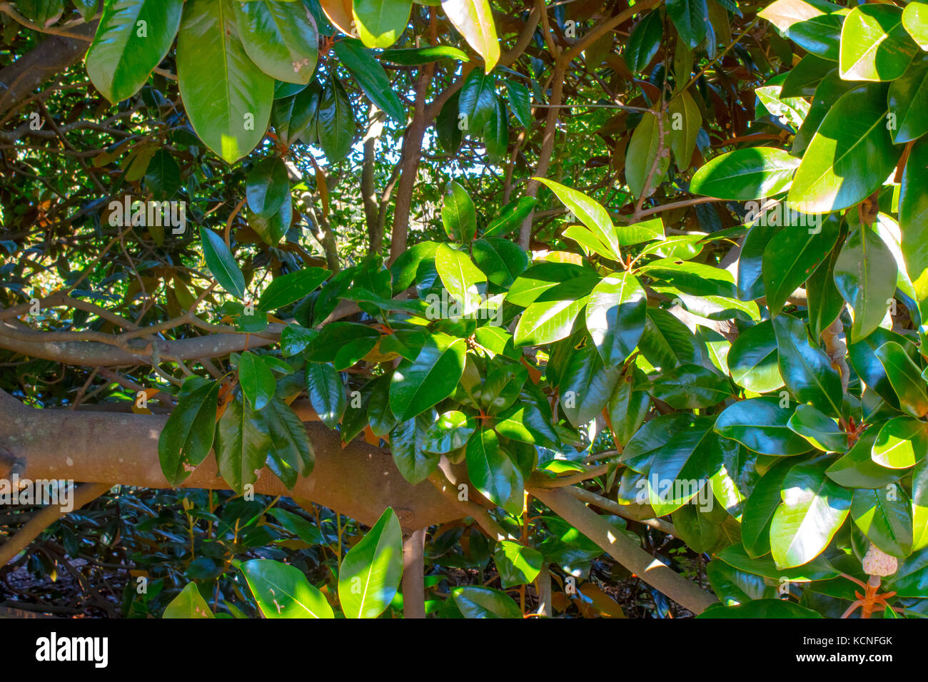 Pinnatifid leaves hi-res stock photography and images - Alamy