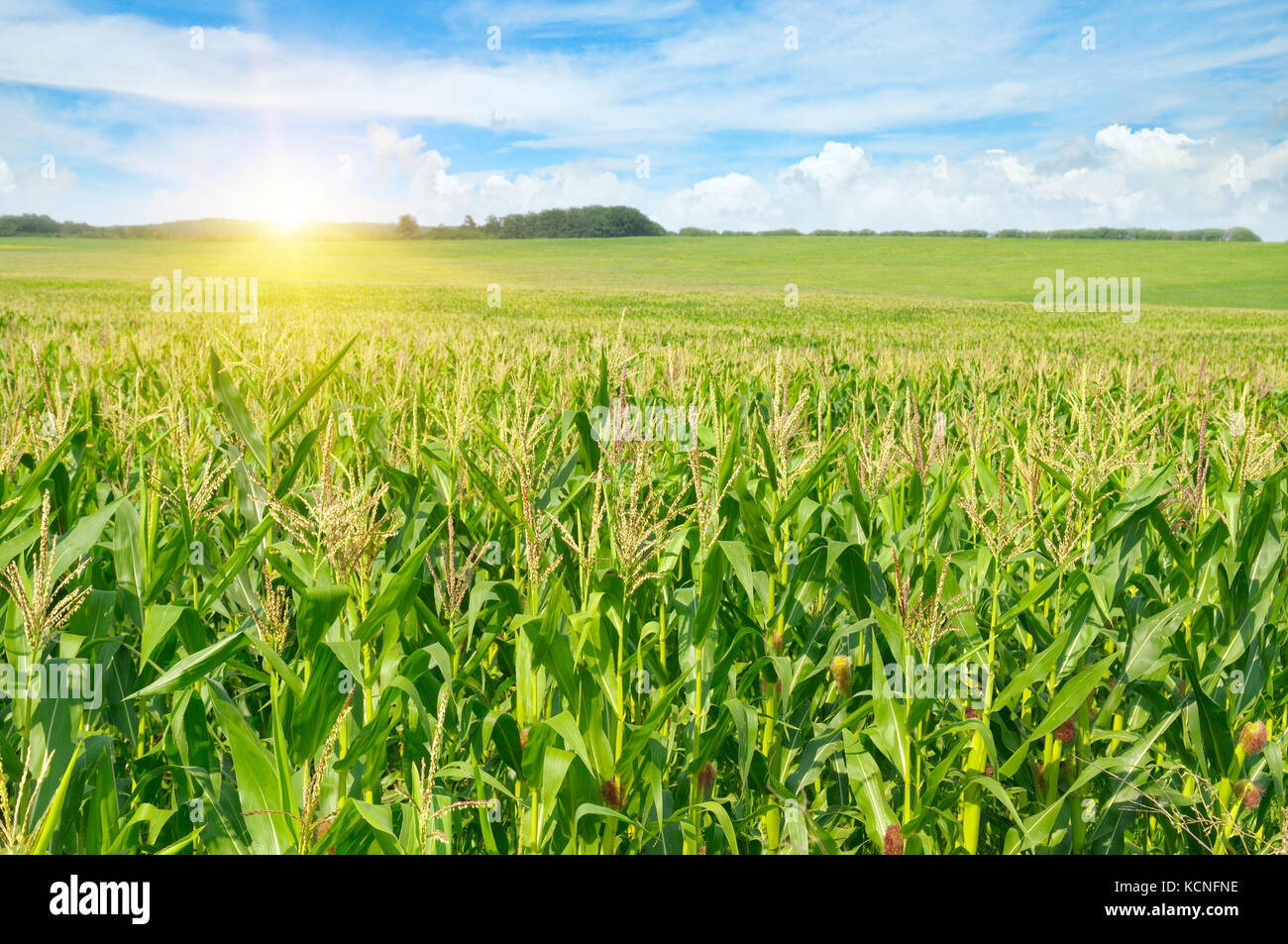 sunrise over the corn field Stock Photo - Alamy
