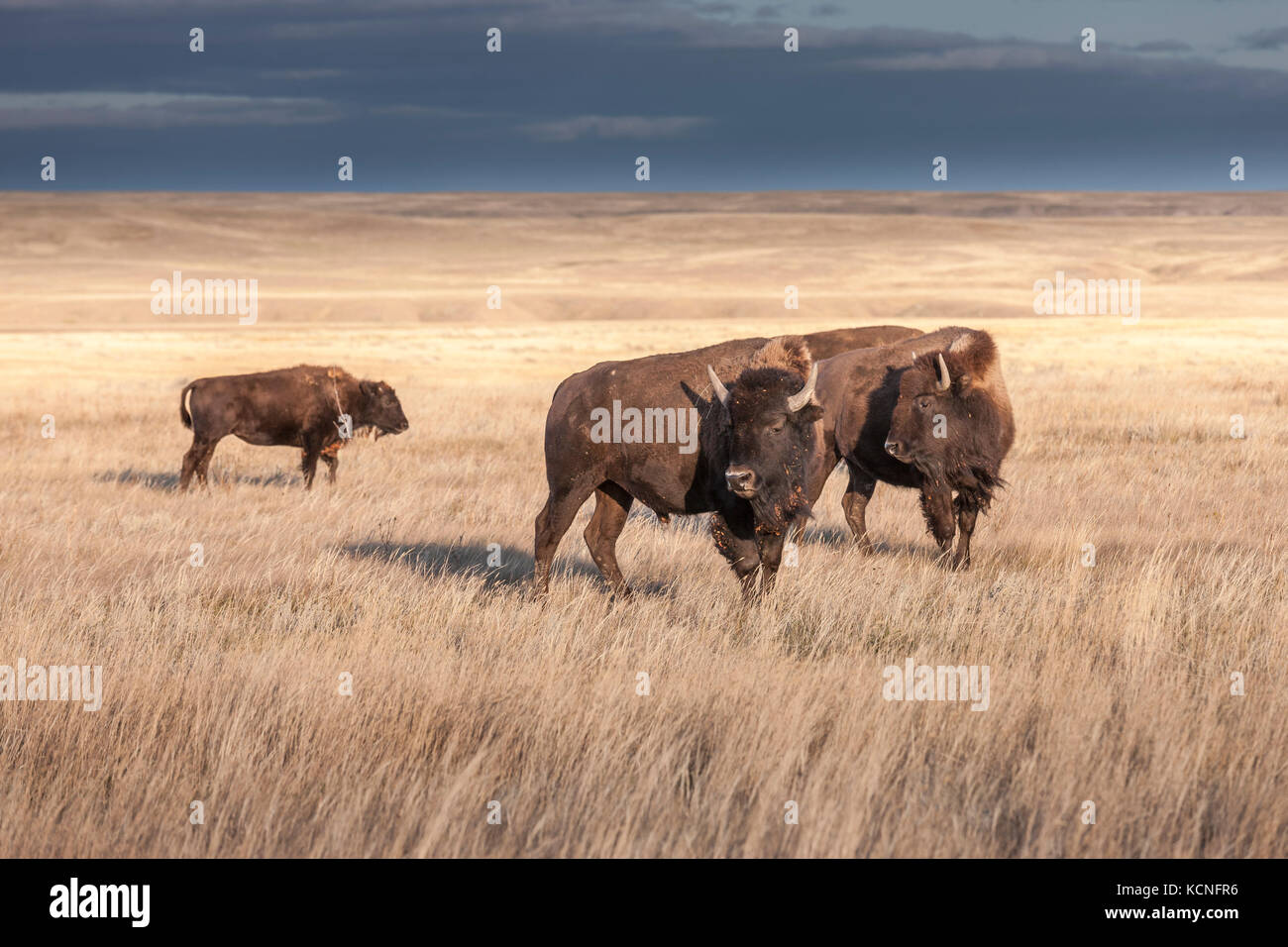 Bison grasslands national park hi-res stock photography and images - Alamy