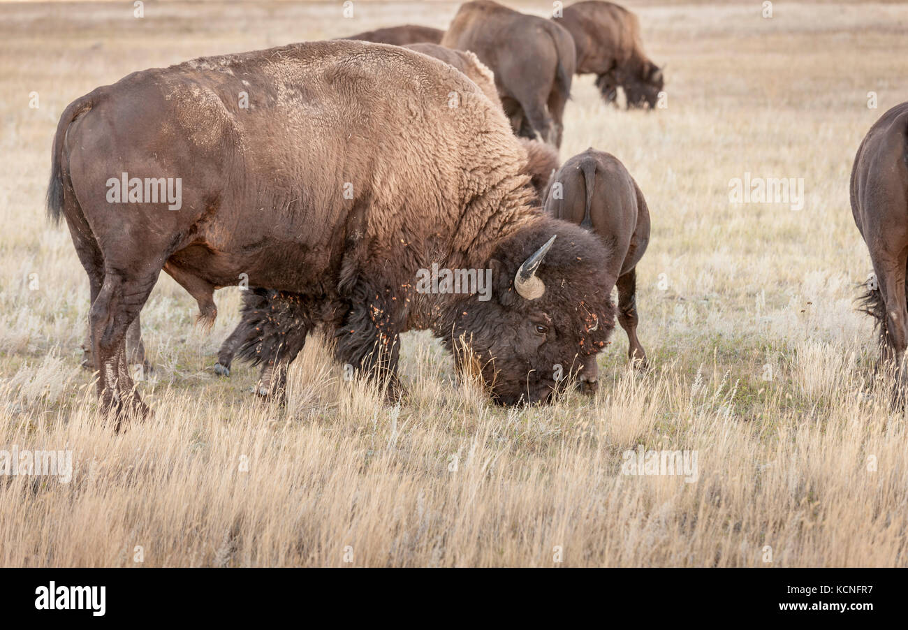 Short Grass Prairies High Resolution Stock Photography and Images - Alamy