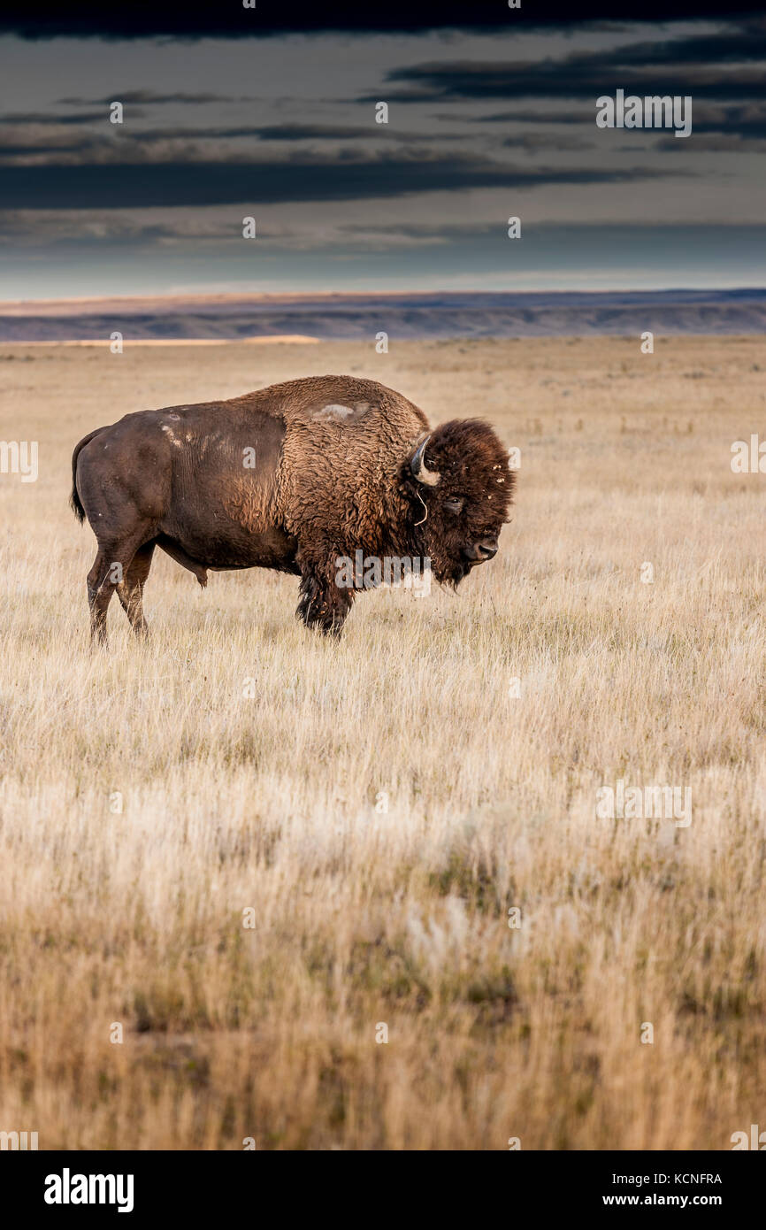 Plains bisons bison bison bison hi-res stock photography and images - Alamy