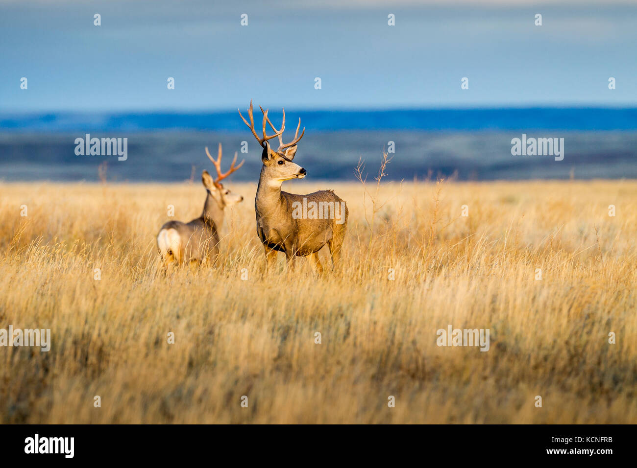 Grasslands National Park High Resolution Stock Photography and Images ...