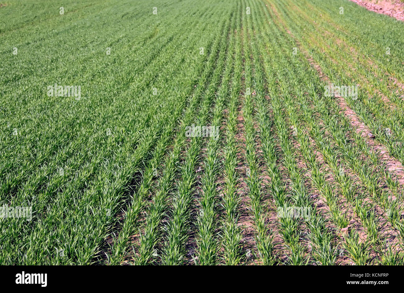 The shoots of autumn crops hi-res stock photography and images - Alamy