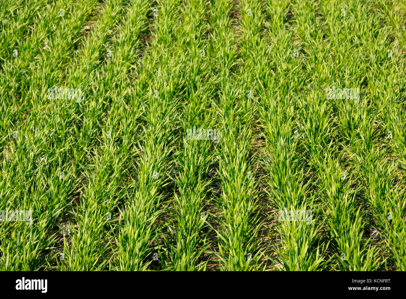 The shoots of autumn crops hi-res stock photography and images - Alamy