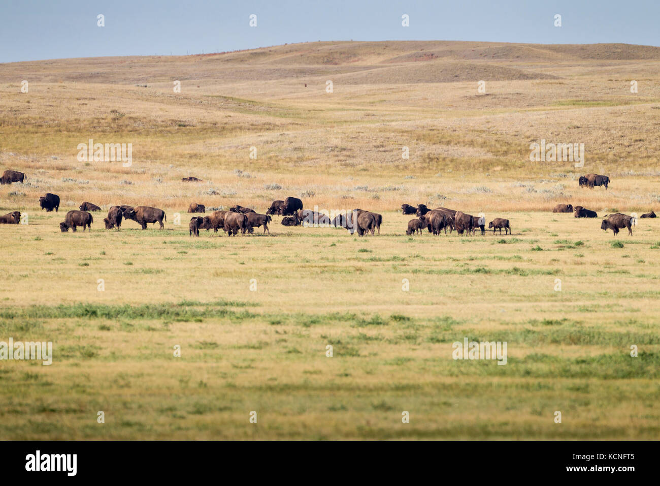 Plains bison bison bison bison in grasslands national park hi-res stock ...