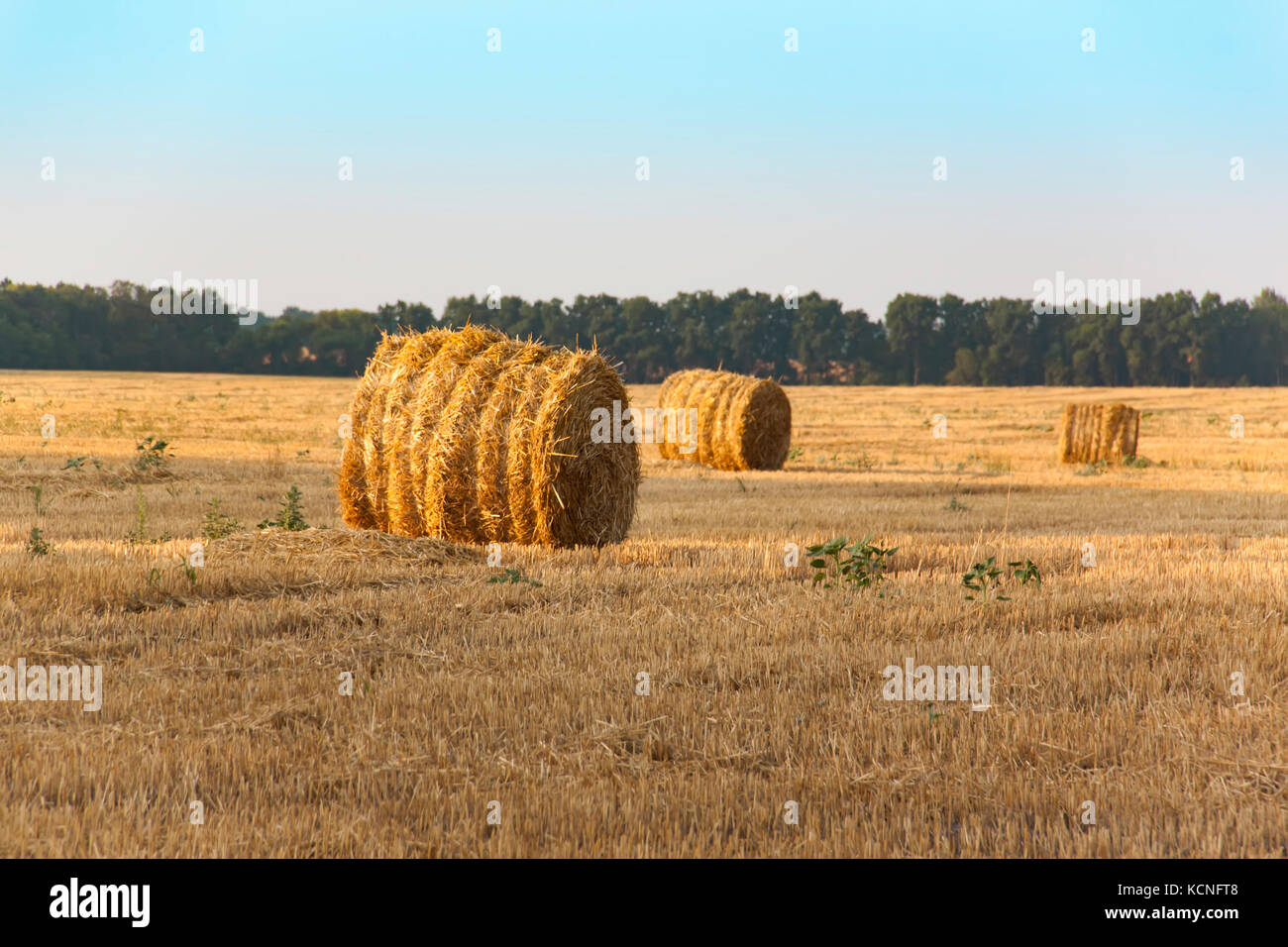 Packing grass hi-res stock photography and images - Alamy