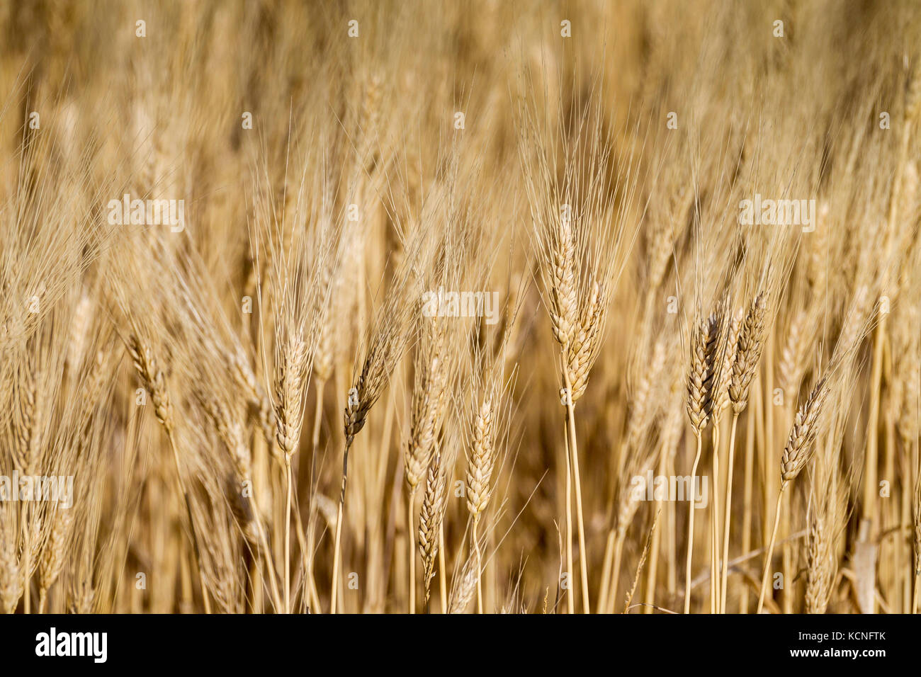Wheat field in southern saskatchewan hi-res stock photography and ...