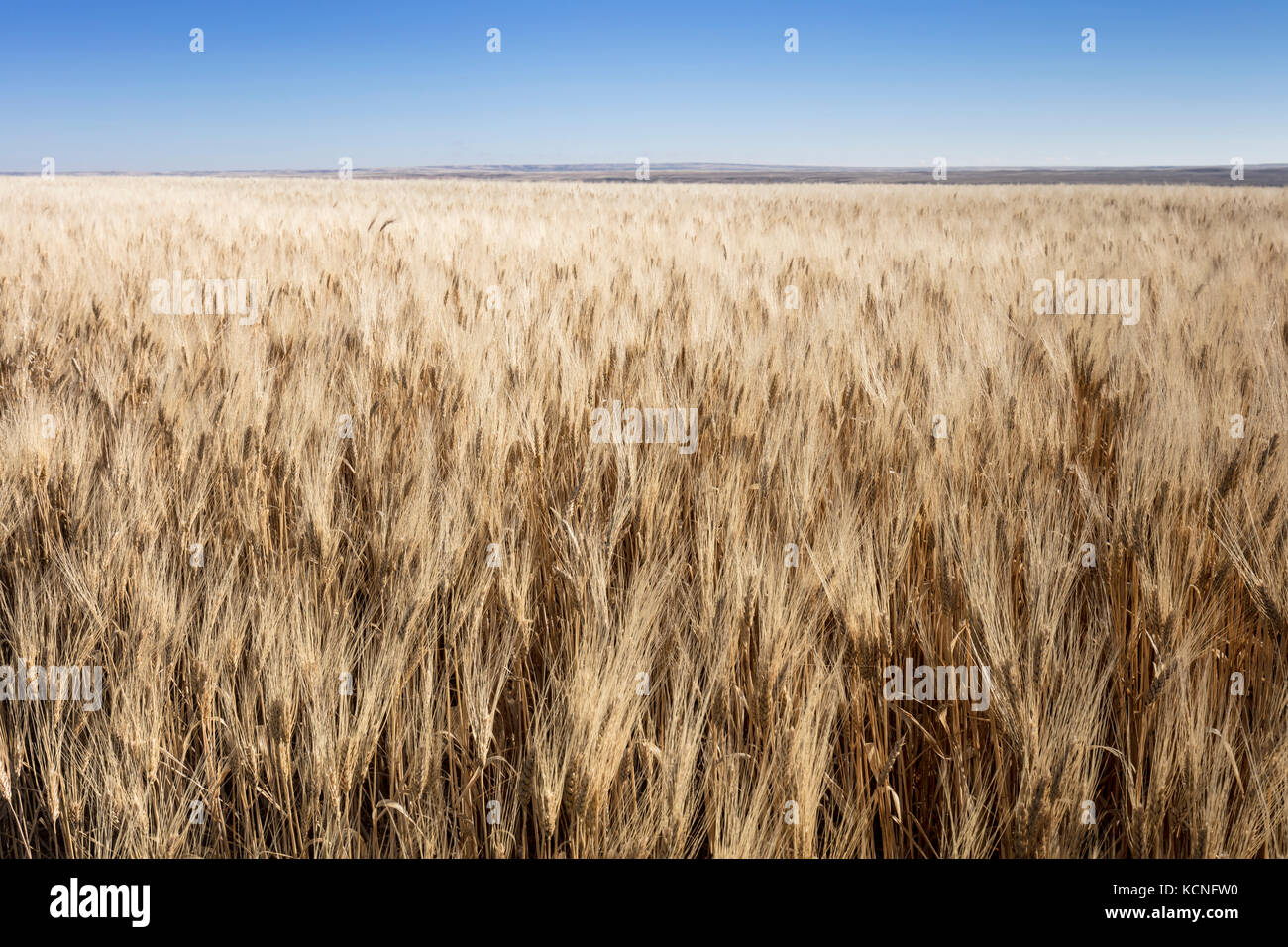 Wheat field in southern saskatchewan hi-res stock photography and ...