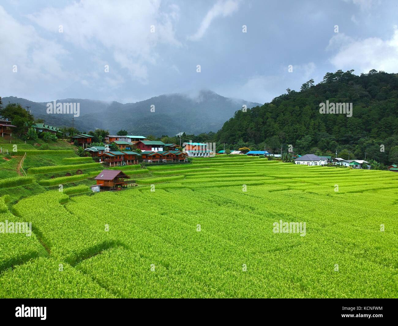 Rice terrace at Doi Inthanon National Park Chom Thong District Chiang ...