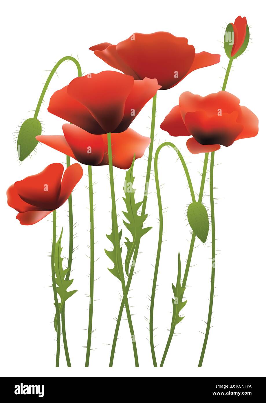 Poppy red flowers Stock Vector Images - Alamy