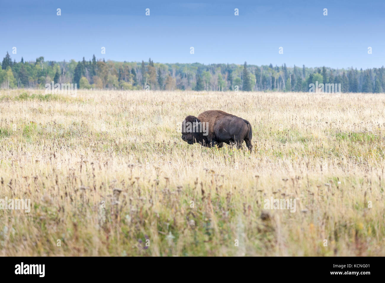 Bison Enclosure High Resolution Stock Photography and Images - Alamy