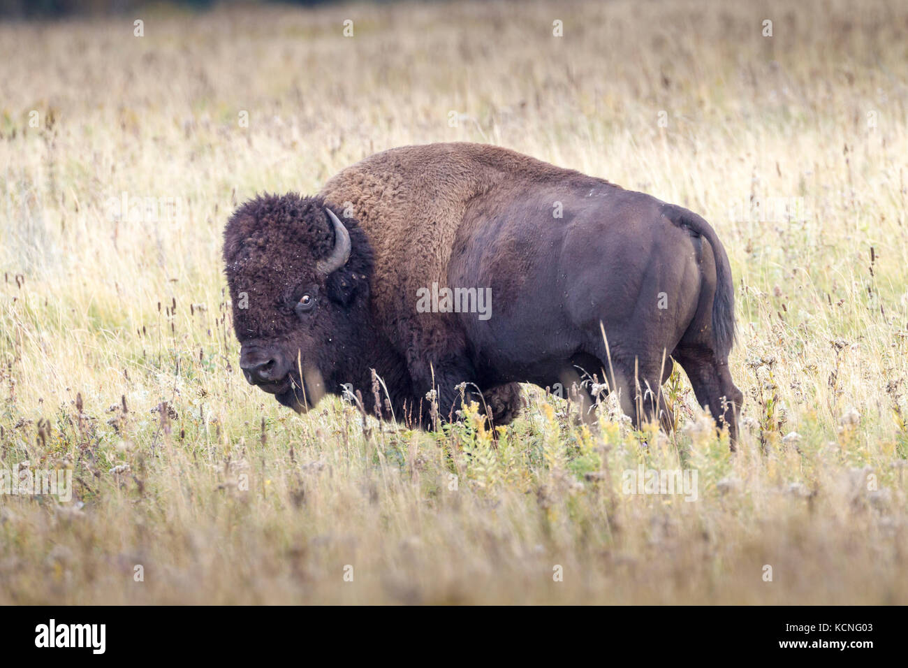 Bison Enclosure High Resolution Stock Photography and Images - Alamy