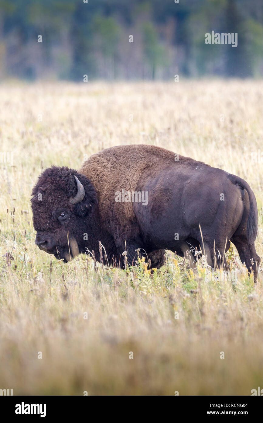 Bison Enclosure High Resolution Stock Photography and Images - Alamy