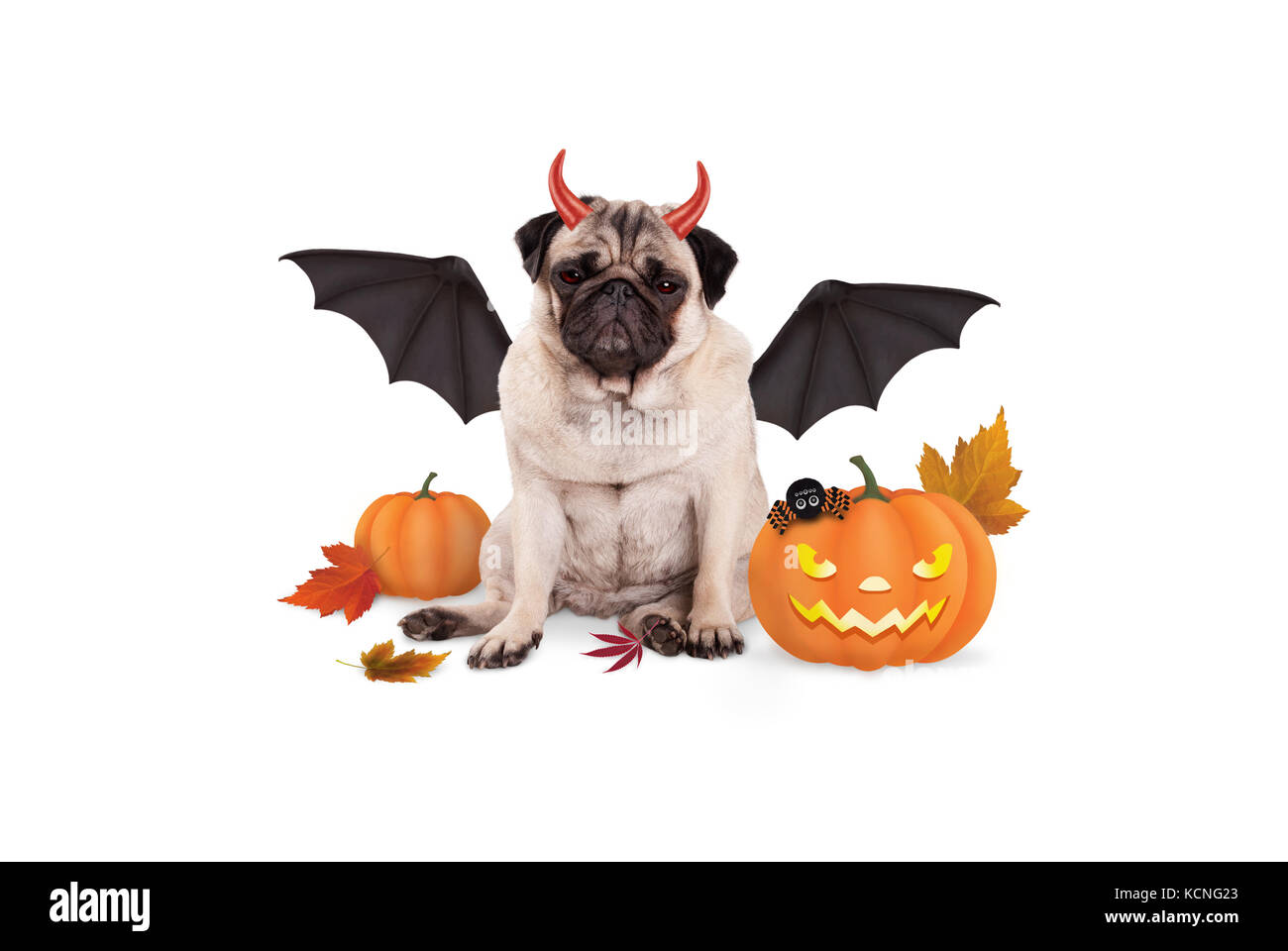pug dog dressed up as devil for halloween, with scary pumpkin lantern ...