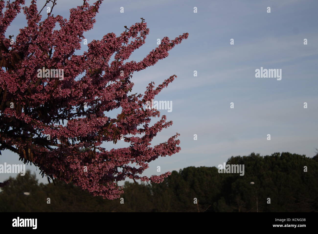Bellaterra, Spain. Pink tree blossoming in pring Stock Photo - Alamy