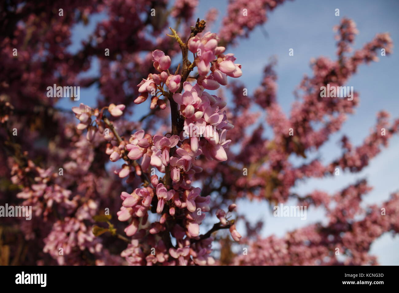 Bellaterra, Spain. Pink tree blossoming in pring Stock Photo - Alamy