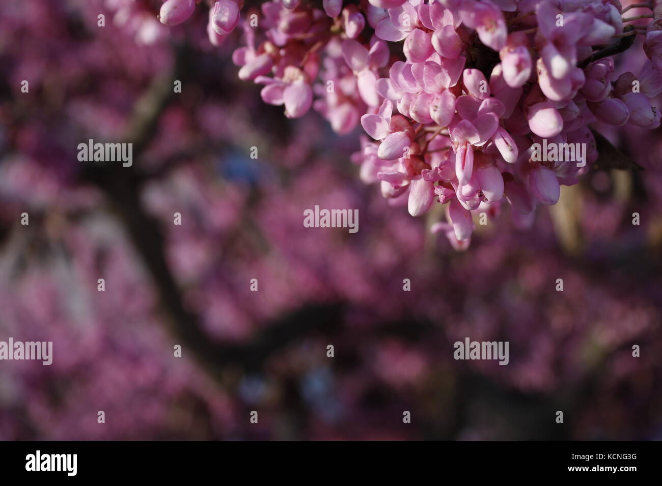 Bellaterra, Spain. Pink tree blossoming in pring Stock Photo - Alamy