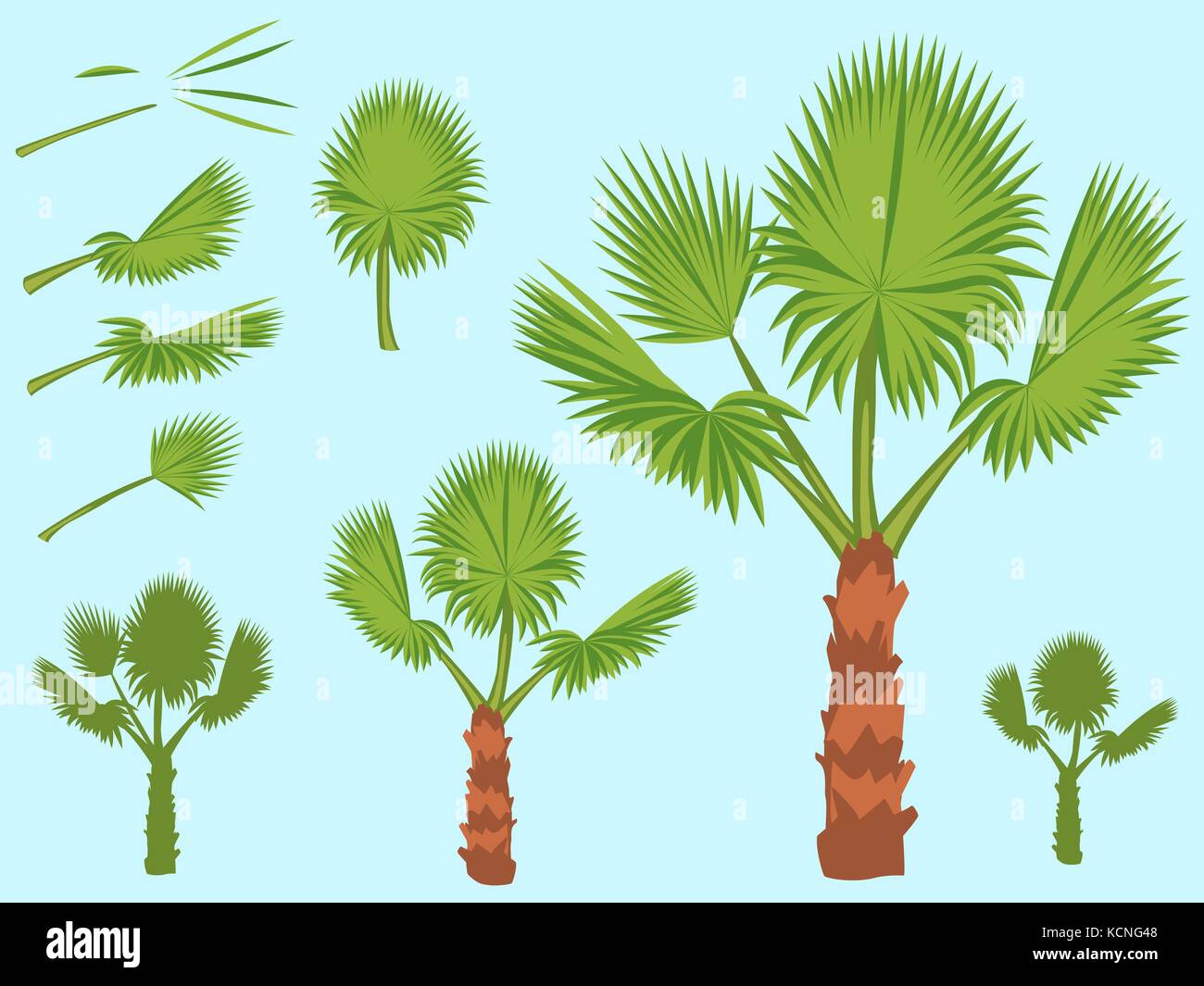 Set of fan palm round leaves. Fan Palm Tree formed from these leaves ...