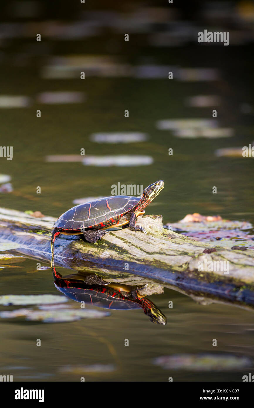 Midland painted turtle hi-res stock photography and images - Alamy