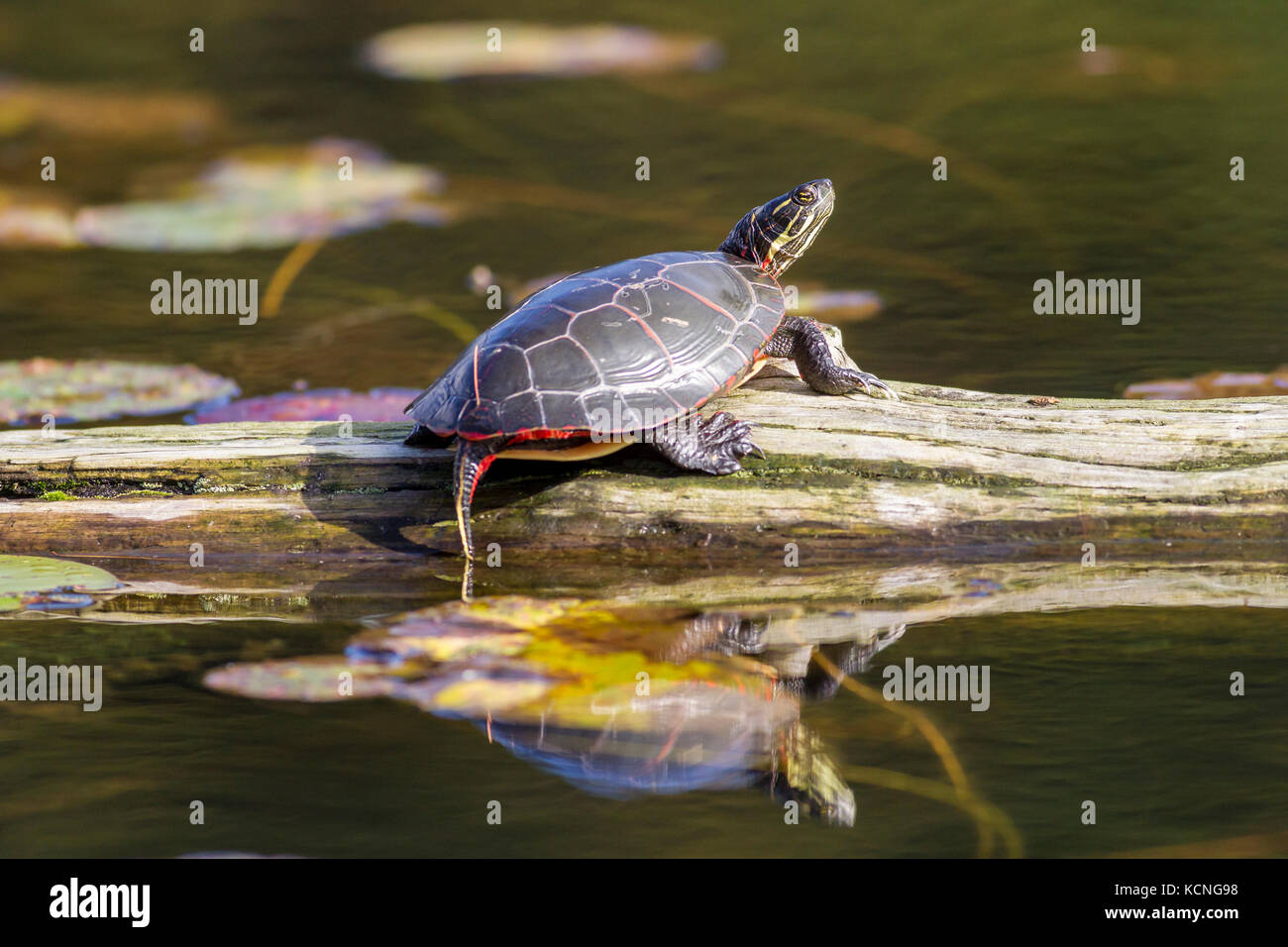 Midland painted turtle hi-res stock photography and images - Alamy