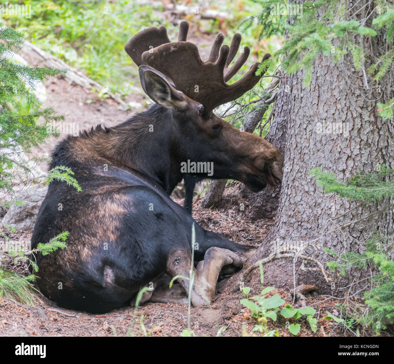 Moose Sleeping High Resolution Stock Photography and Images - Alamy