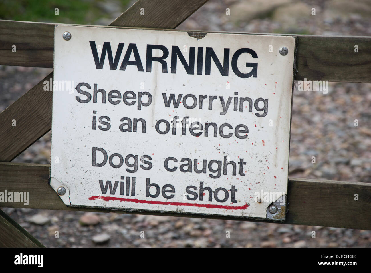 Close up of 'Warning Sheep worrying is an offence Dogs caught will be ...